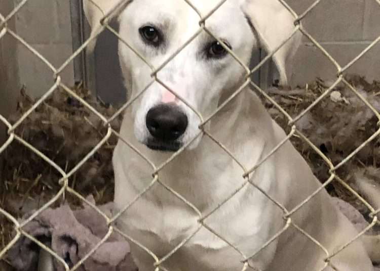 Volunteers needed to help dog pound take care of animals – Times-Herald